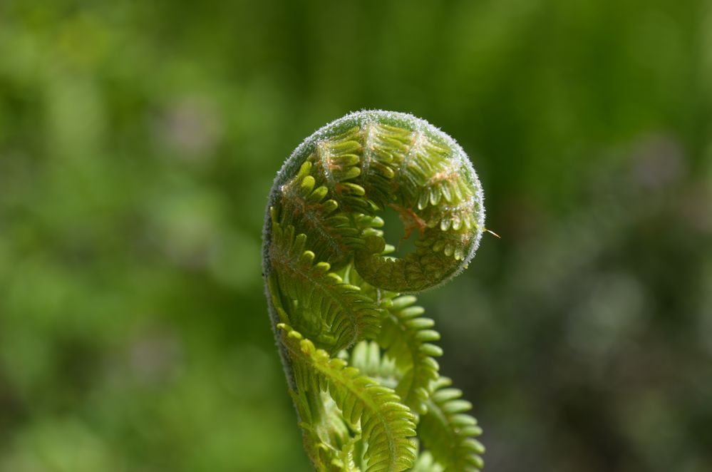 Farn Foto & Bild | pflanzen, pilze & flechten, makro, junger farn ...