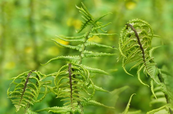 Moose & Farne Bilder & Fotos