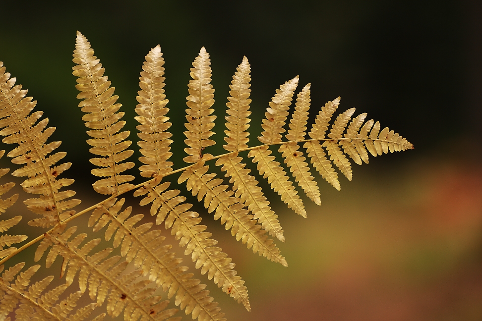 Farn Foto & Bild | pflanzen, pilze & flechten, moose & farne, makro ...