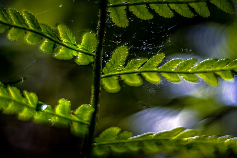 Farn Foto & Bild | grün, natur, nahaufnahme Bilder auf fotocommunity