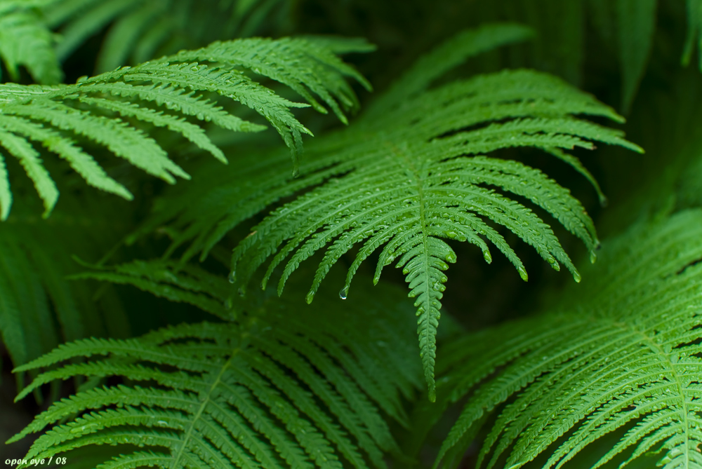 Farn Foto & Bild | pflanzen, pilze & flechten, moose & farne, blumen ...