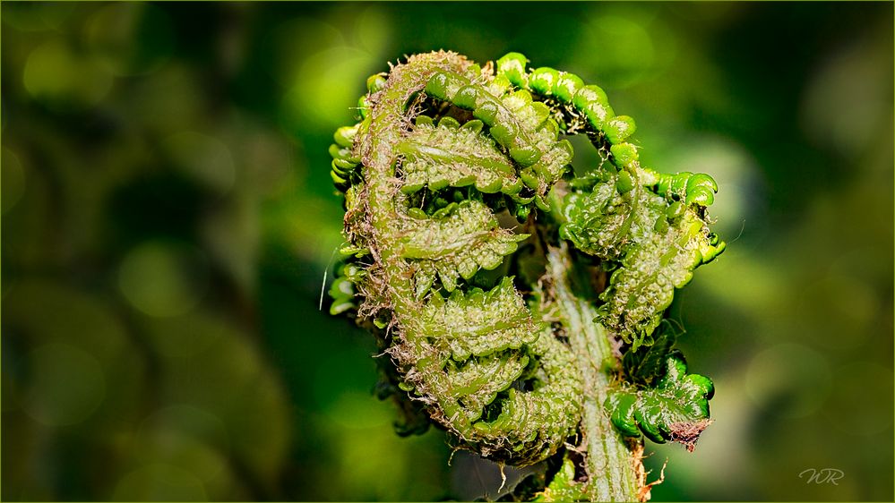 Farn Foto & Bild | frühling, farn, 2018 Bilder auf fotocommunity
