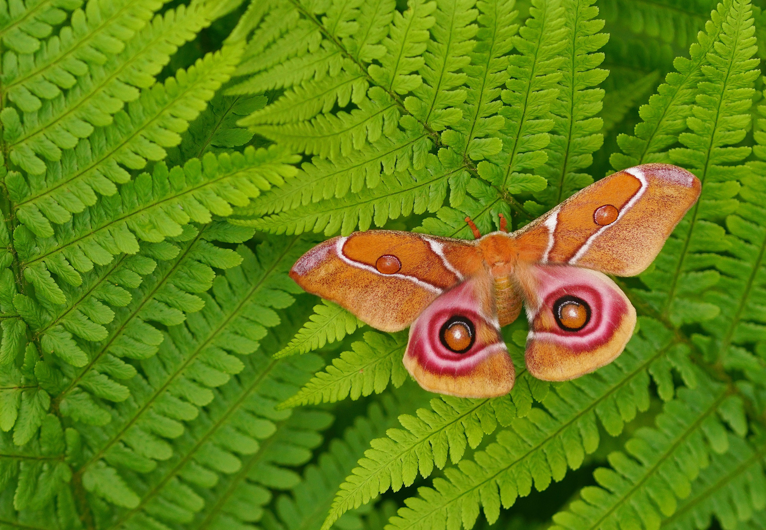 Farn.... Foto & Bild | grün, natur, pflanzen Bilder auf fotocommunity