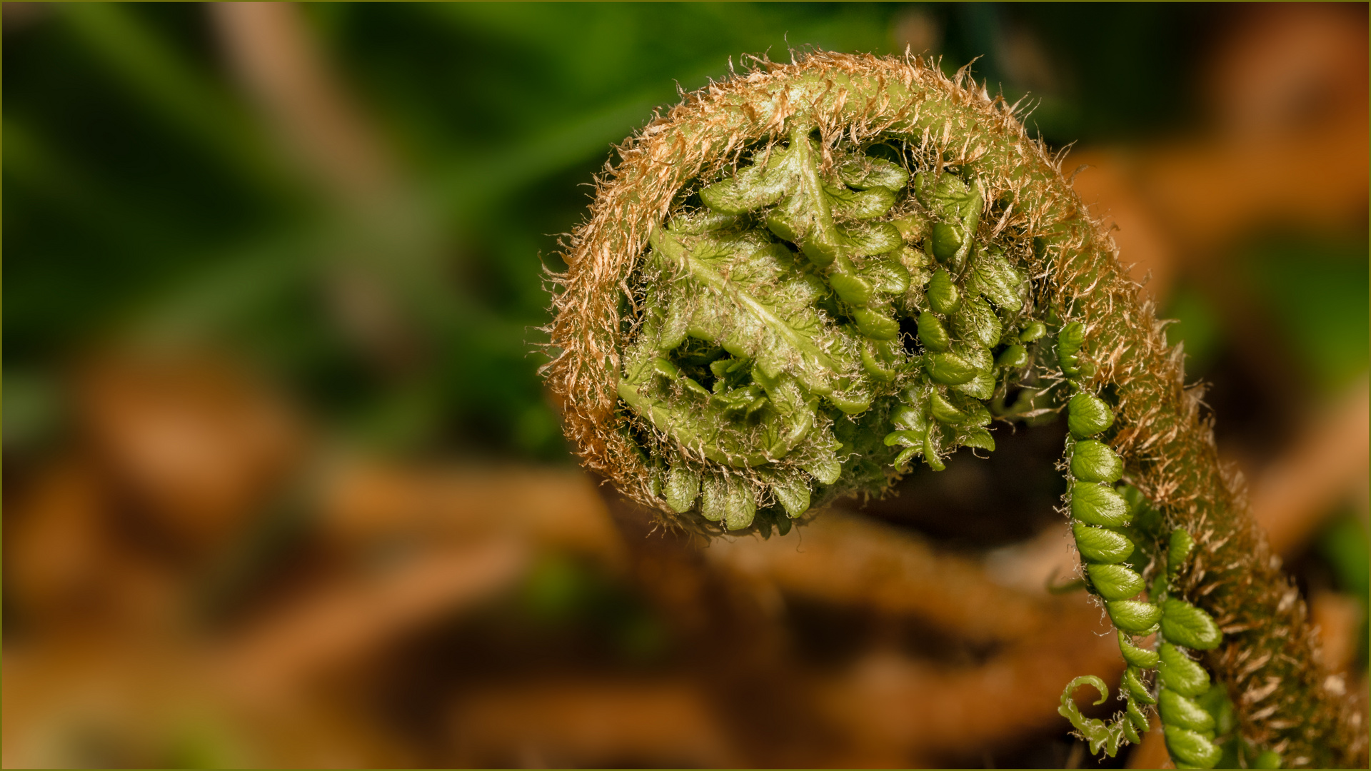 Farn Foto & Bild | spezial, makro, natur Bilder auf fotocommunity