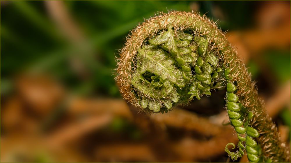 Farn Foto & Bild | spezial, makro, natur Bilder auf fotocommunity