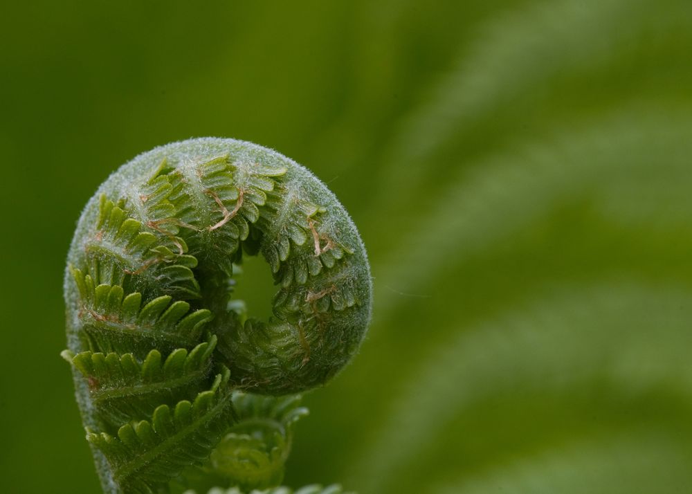 Farn. Foto & Bild | pflanzen, pilze & flechten, moose & farne, fotos ...