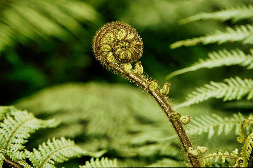 Farn Foto & Bild | pflanzen, pilze & flechten, blüten- & kleinpflanzen ...