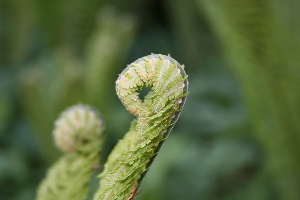 Farn Foto & Bild | pflanzen, pilze & flechten, moose & farne, natur ...