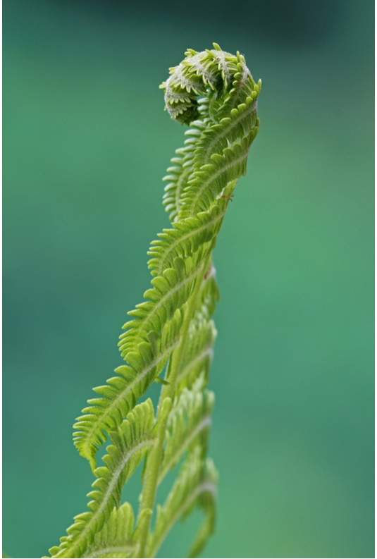 Farn Foto & Bild | pflanzen, grün, frühling Bilder auf fotocommunity