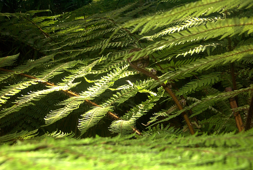Farn Foto & Bild | pflanzen, pilze & flechten, moose & farne, pflanzen ...