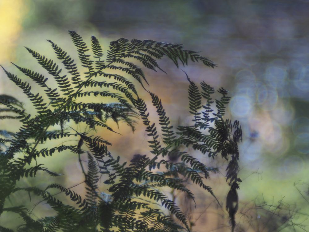 Farn.... Foto & Bild | pflanzen, pilze & flechten, natur-makros, moose ...