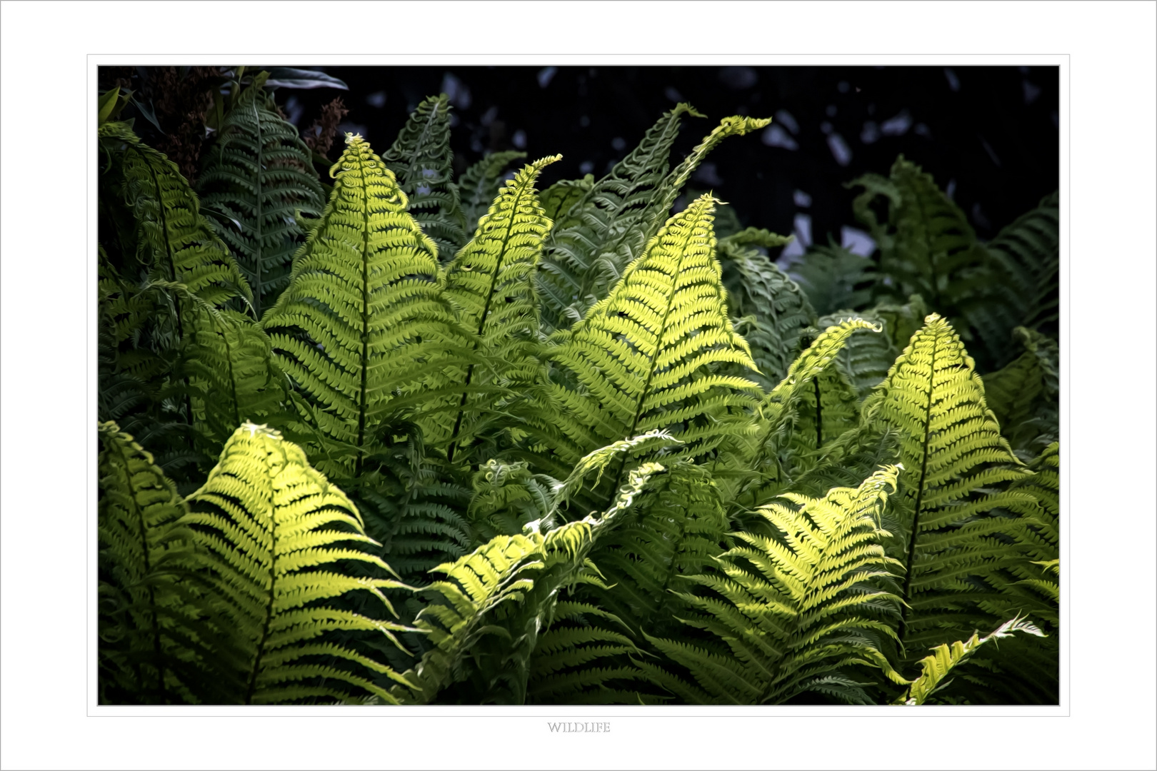 Farn Foto & Bild | wald, grün, licht Bilder auf fotocommunity