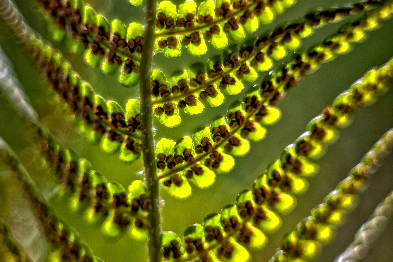 Farn Foto & Bild | makro, grün, natur Bilder auf fotocommunity