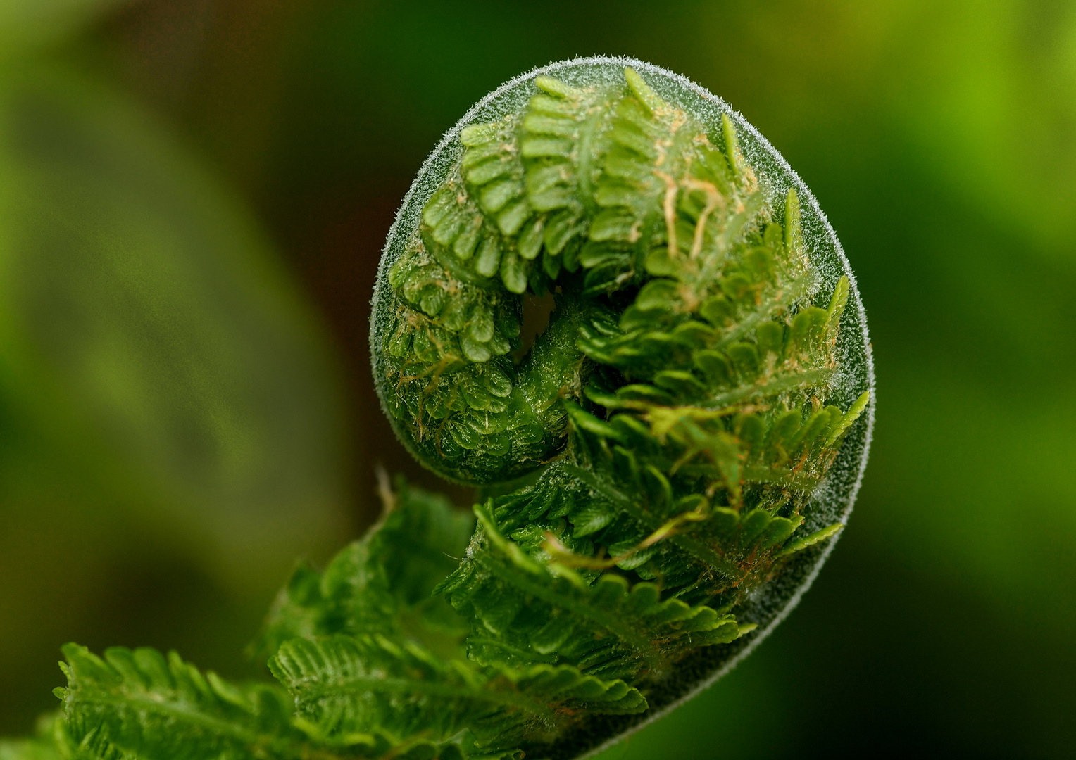 Farn Foto & Bild | pflanzen, pilze & flechten, moose & farne, blumen ...