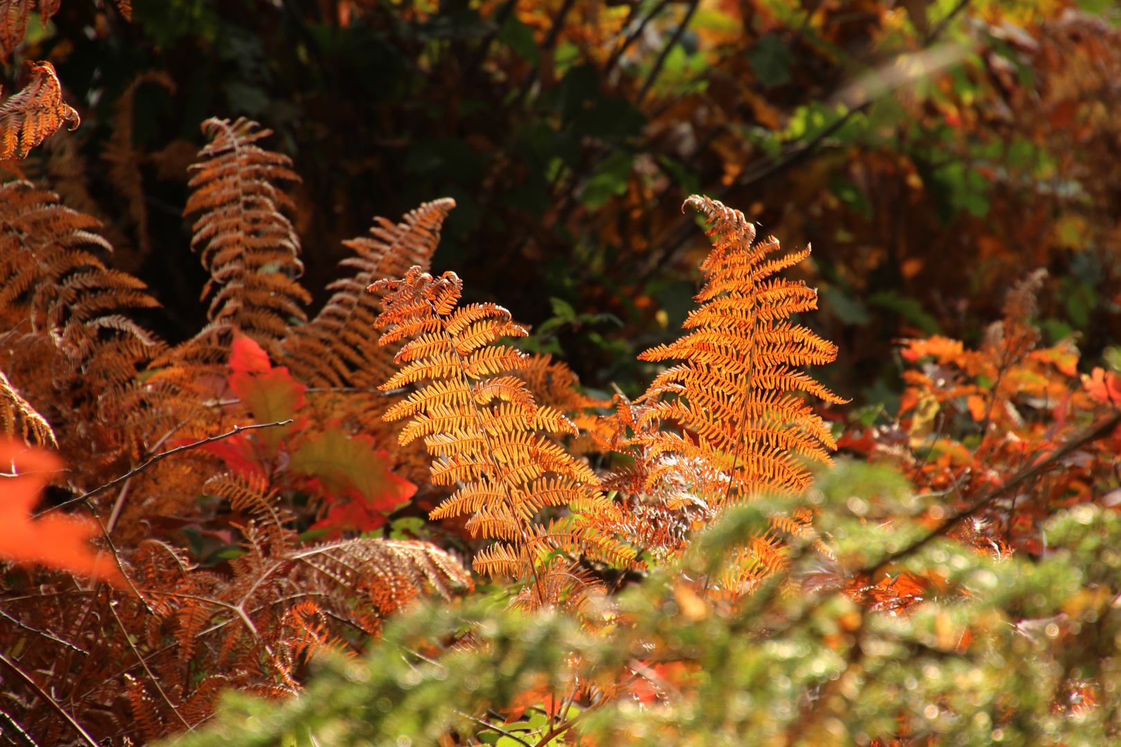 Farn Foto & Bild | pflanzen, pilze & flechten, jahreszeiten, herbst ...