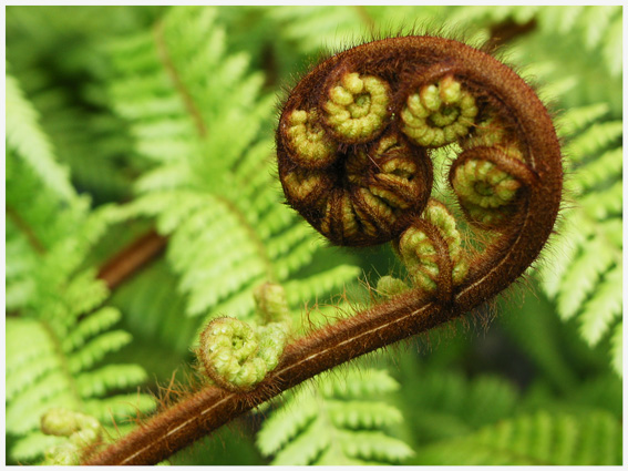 farn ganz nah Foto & Bild | natur-makros, natur-kreativ ...