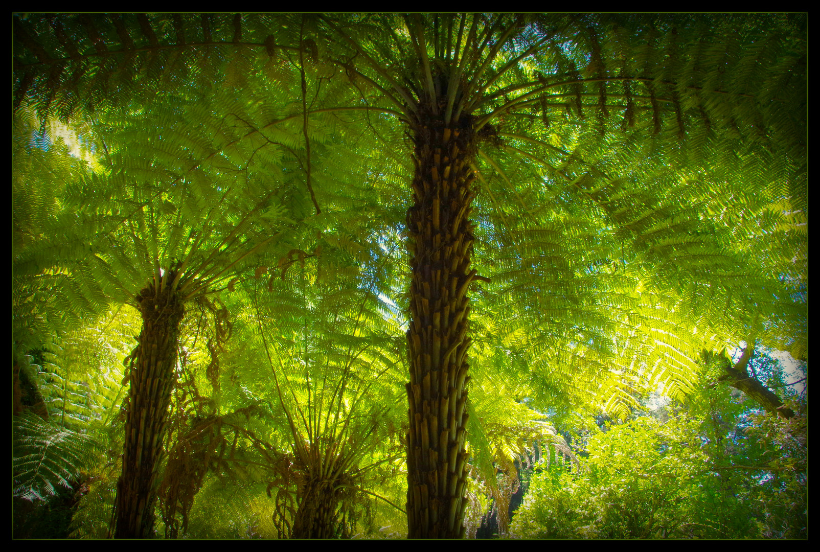 Farn in Neuseeland Foto & Bild | landschaft, wald, natur Bilder auf ...