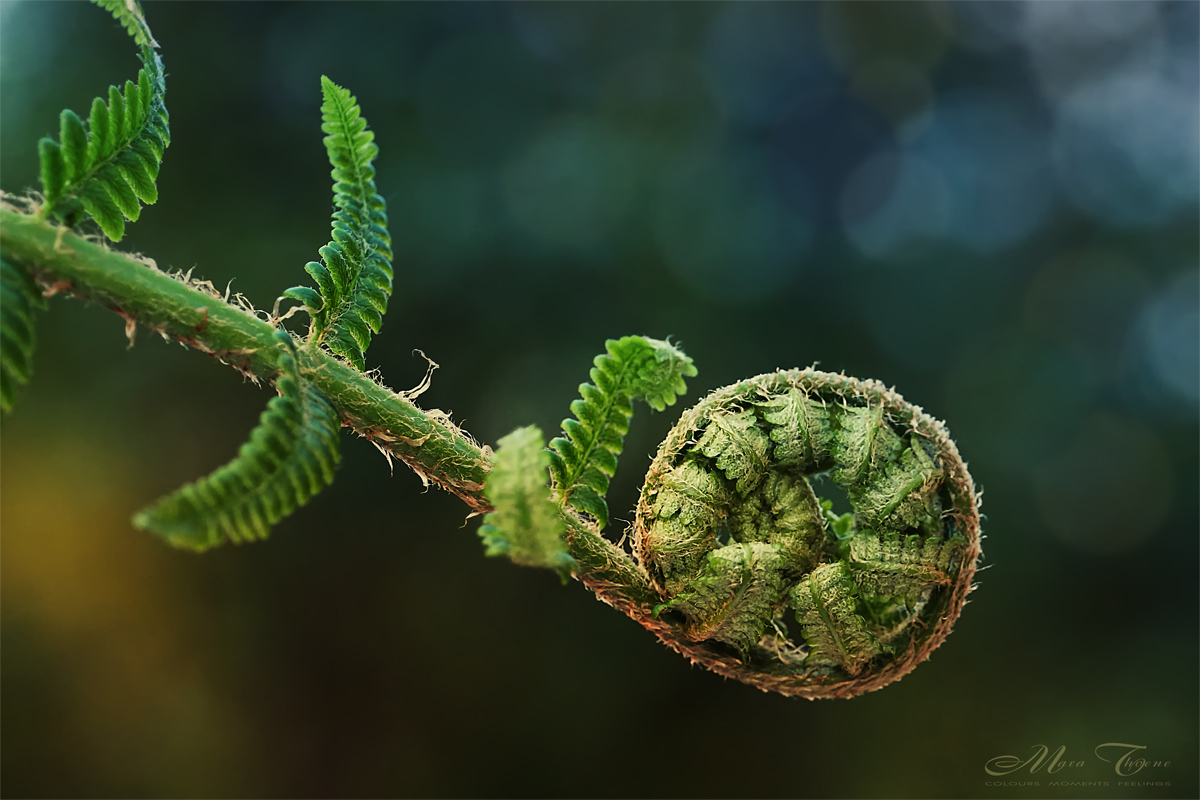 Farn-Spirale Foto & Bild | natur-makros, natur-kreativ ...