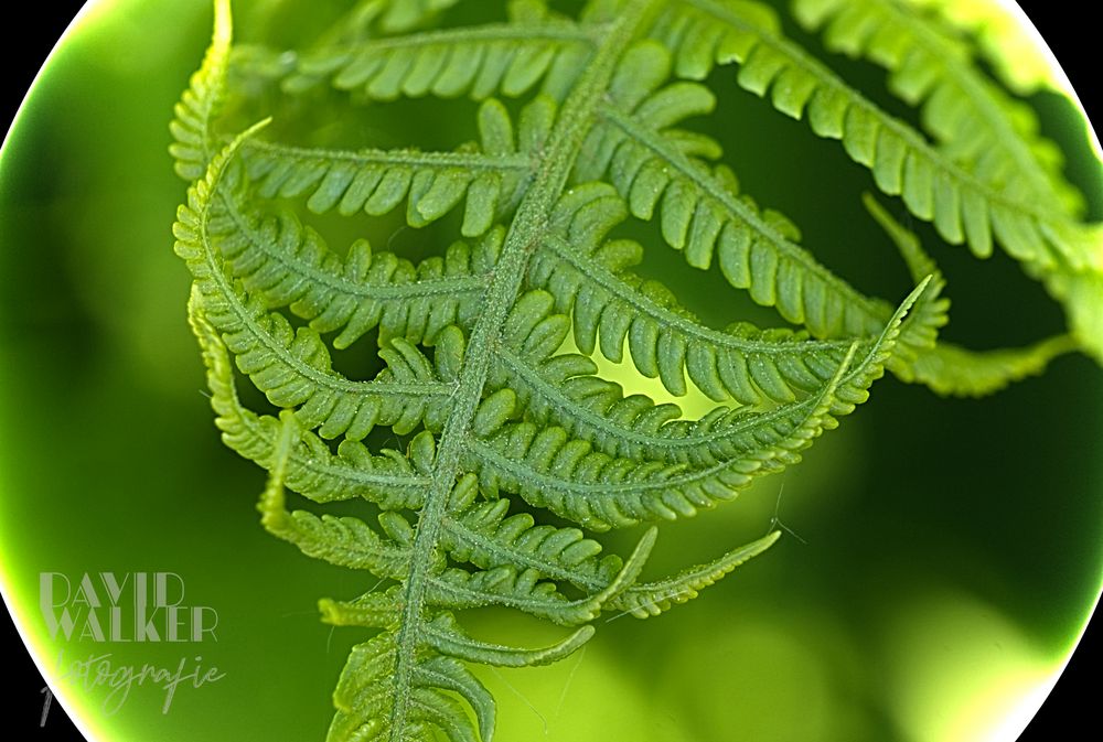 Farn#1 Foto & Bild | outdoor, natur, landschaft Bilder auf fotocommunity