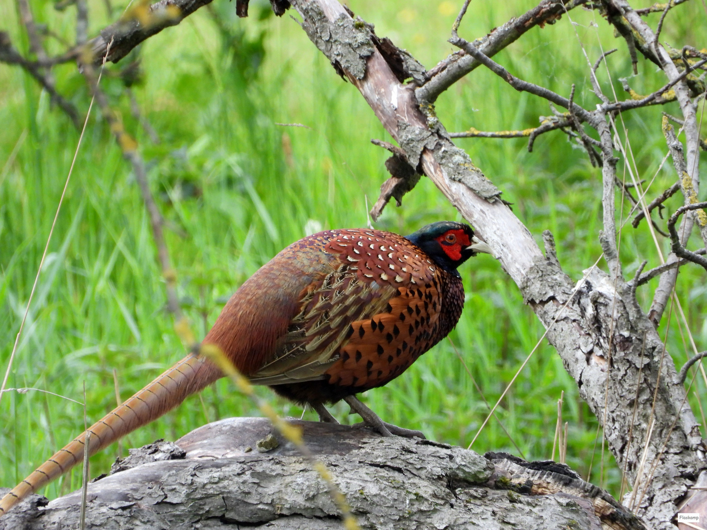 Fasan ..... Foto & Bild | tiere, wildlife, wild lebende vögel Bilder ...