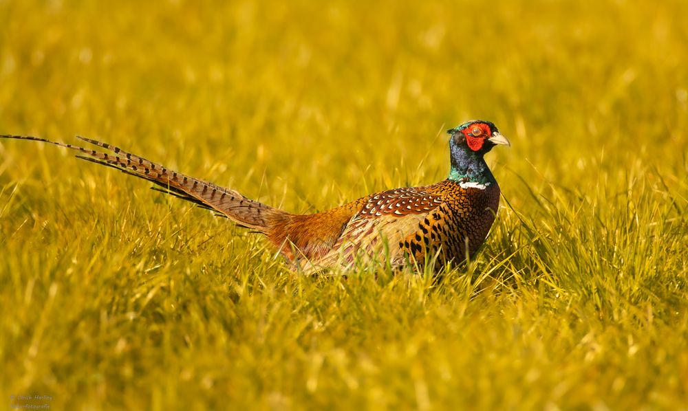 Fasan-1 Foto & Bild | natur, tiere, wildlife Bilder auf fotocommunity