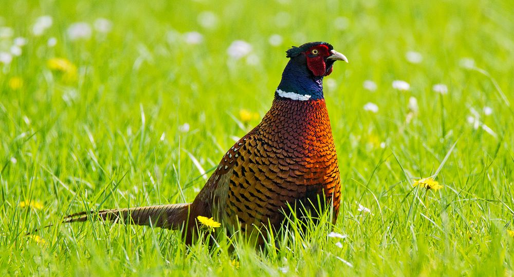 Fasan Foto & Bild | jahreszeiten, frühling, licht Bilder auf fotocommunity