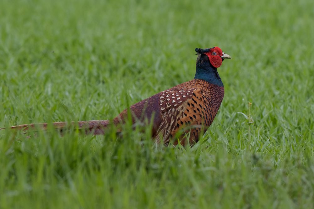 Fasan Foto & Bild | tiere, wildlife, wild lebende vögel Bilder auf ...