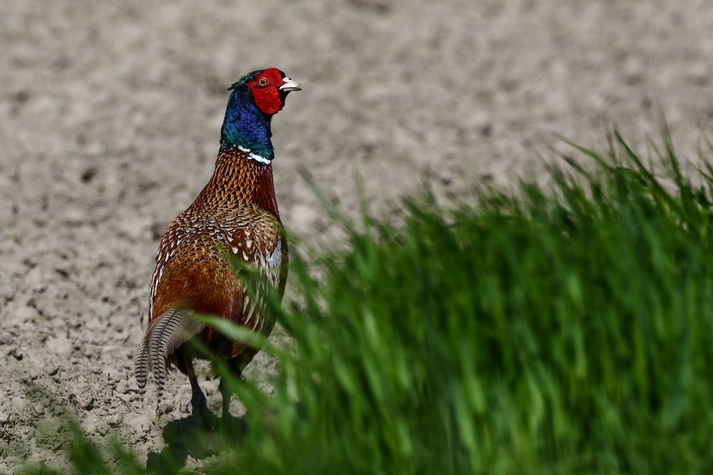 Fasan Foto & Bild | natur, tiere, vögel Bilder auf fotocommunity