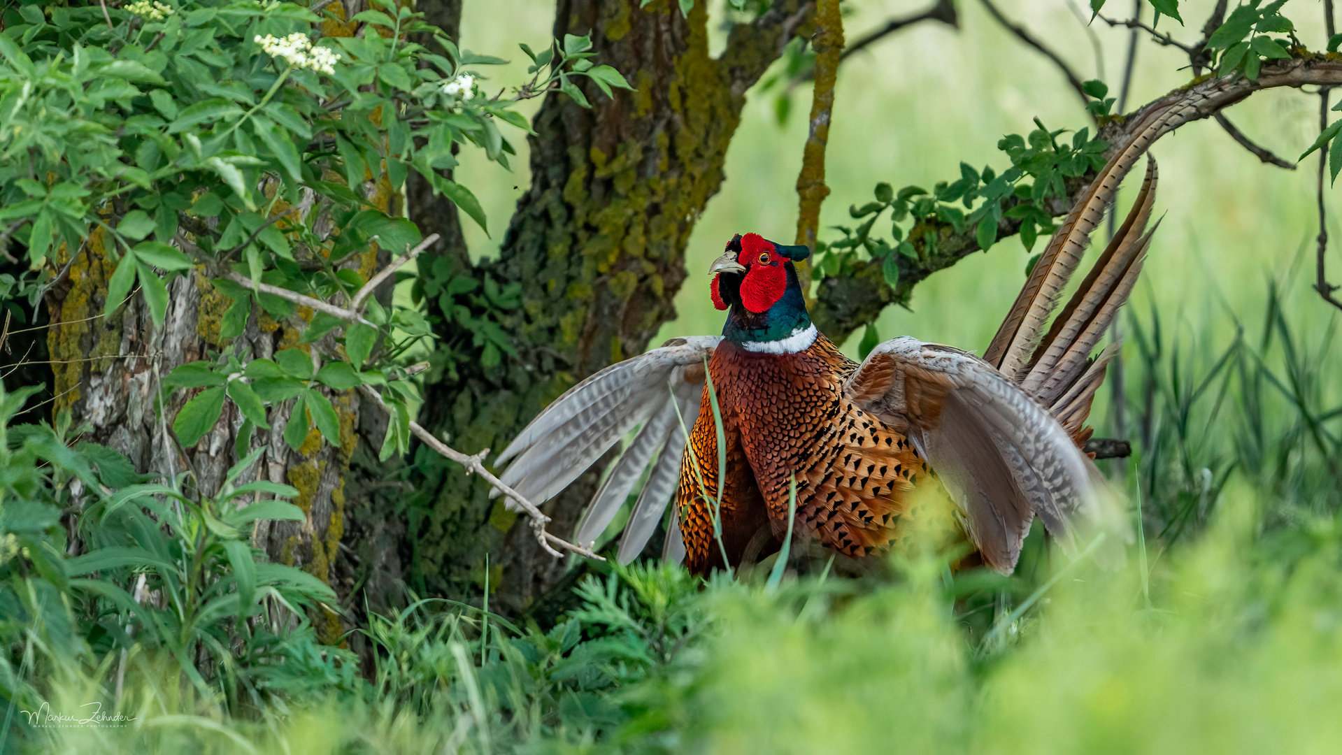 Fasan Foto & Bild | europe, Österreich, tiere Bilder auf fotocommunity