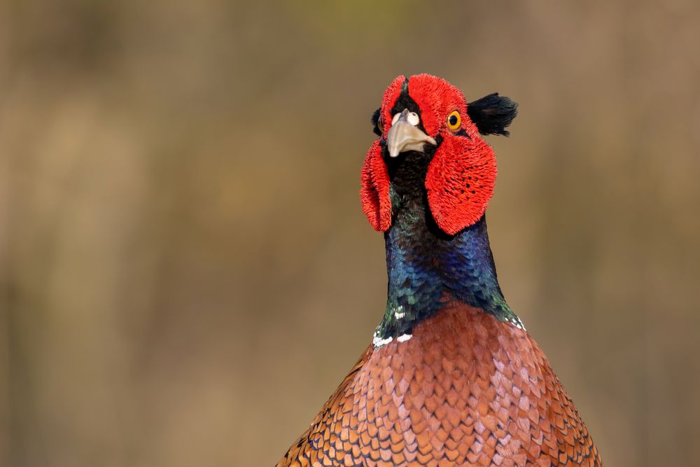 Fasan... Foto & Bild | nature, natur, portrait Bilder auf fotocommunity