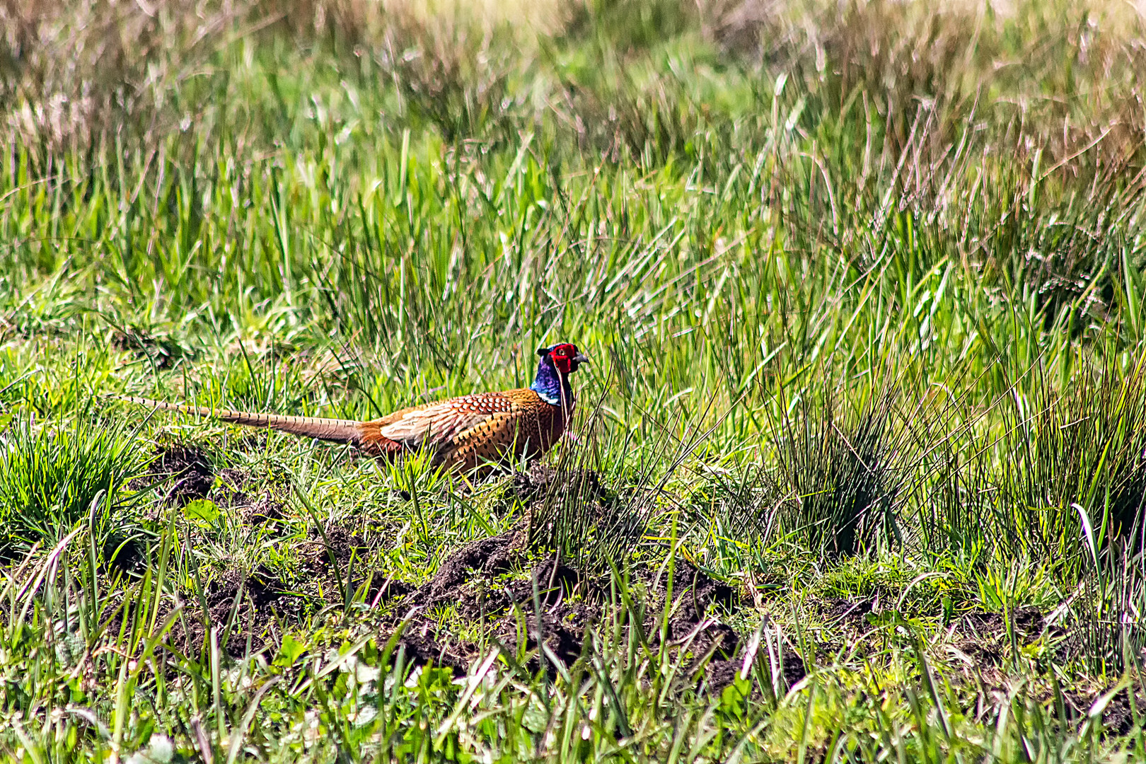 Fasan... Foto & Bild | natur, tiere, wildlife Bilder auf fotocommunity
