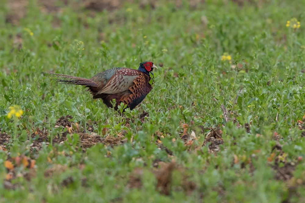 Fasan Foto & Bild | tiere, wildlife, wild lebende vögel Bilder auf ...