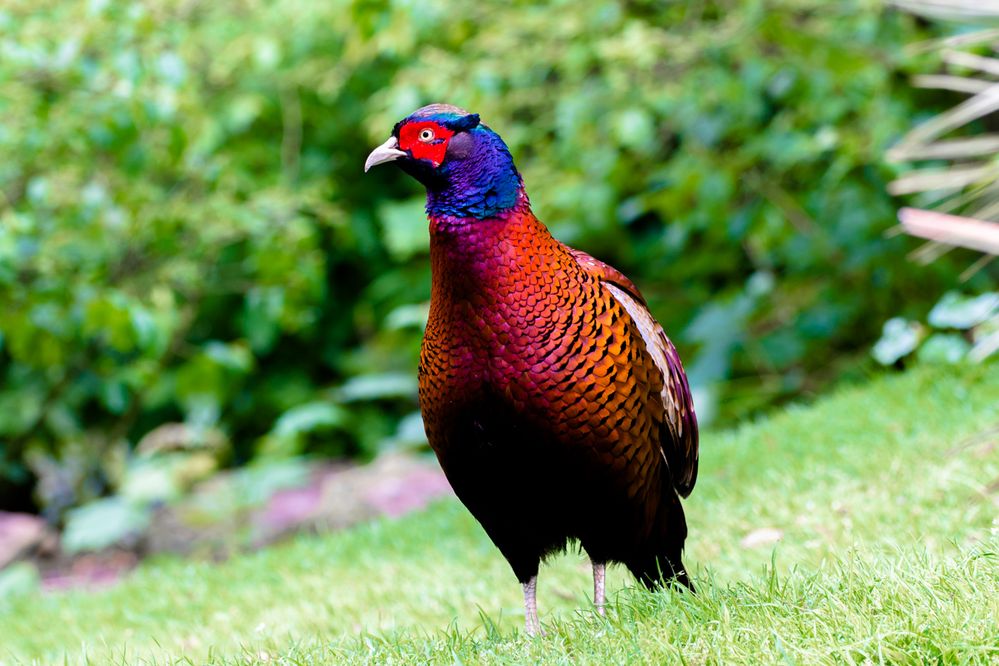 Fasan Foto & Bild | natur, vogel, tier Bilder auf fotocommunity