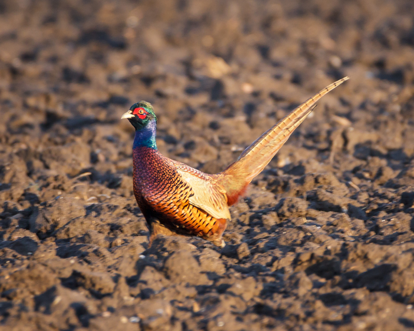 Fasan Foto & Bild | tiere, vögel, wildlife Bilder auf fotocommunity