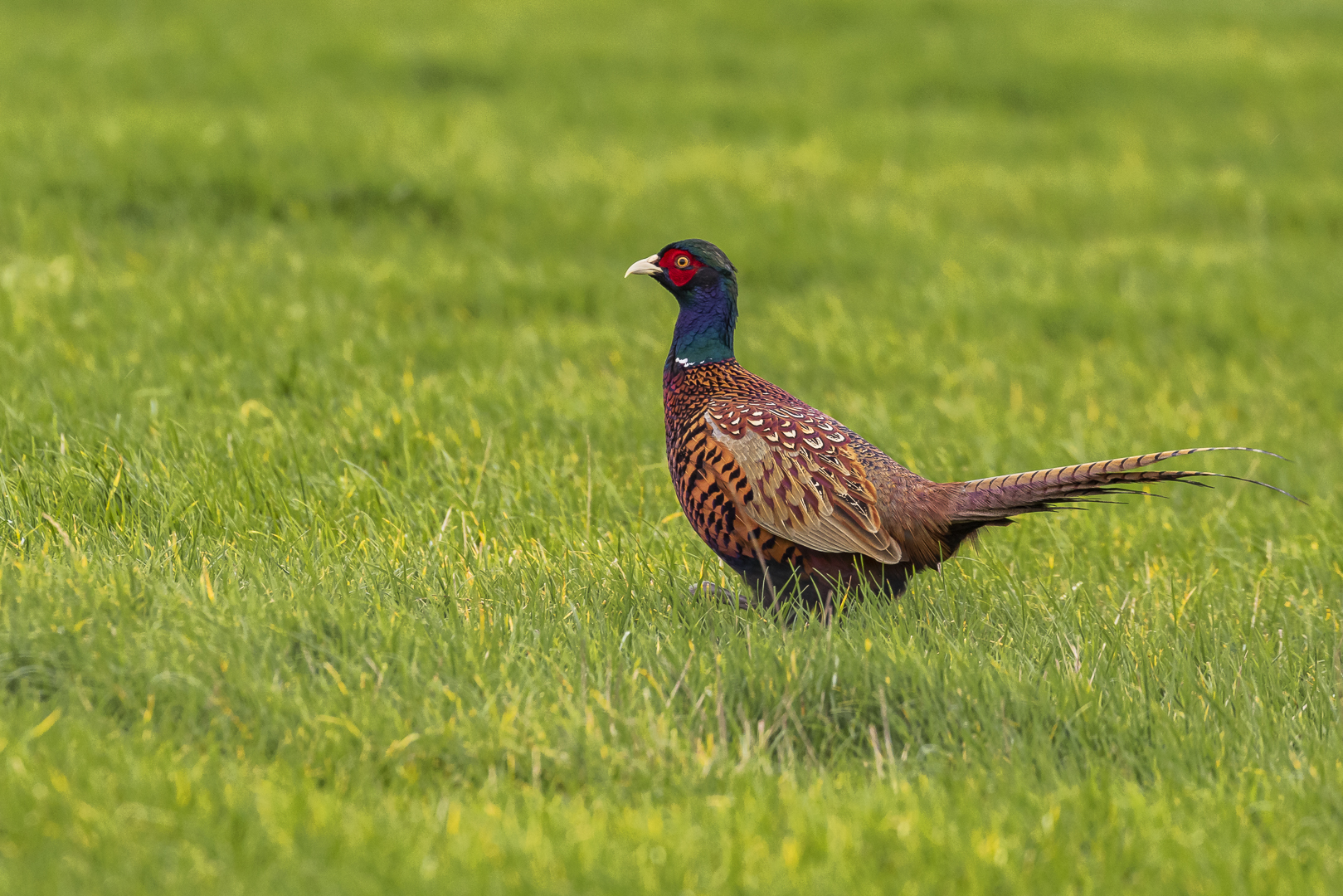 Fasan Foto & Bild | natur, europa, germany Bilder auf fotocommunity