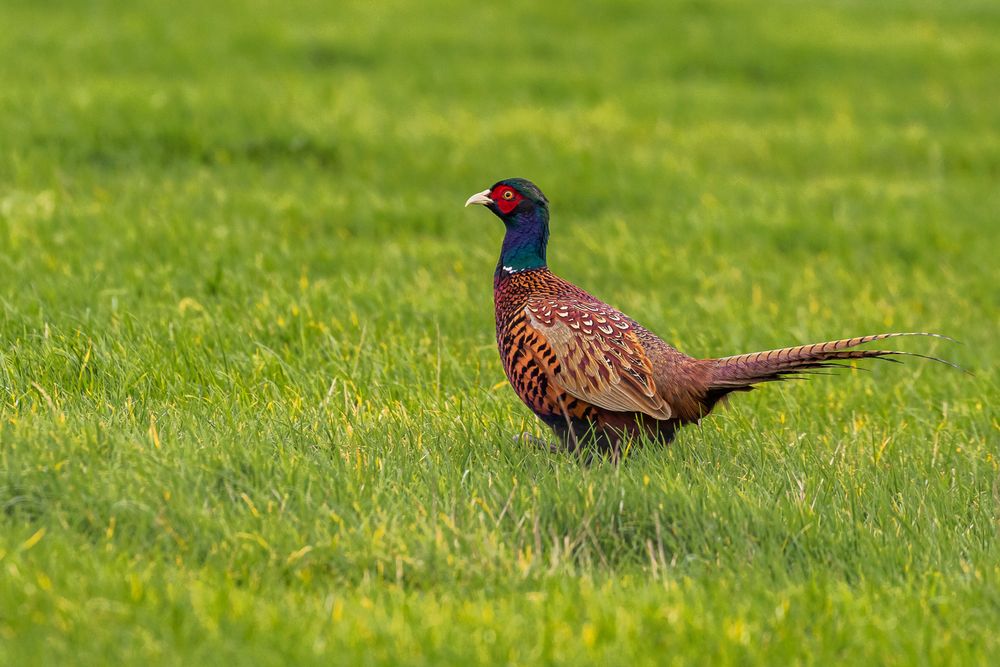 Fasan Foto & Bild | natur, europa, germany Bilder auf fotocommunity