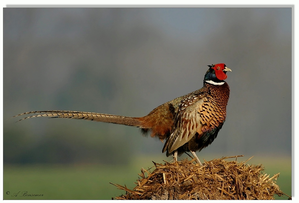Fasan Foto & Bild | tiere, wildlife, wild lebende vögel Bilder auf ...
