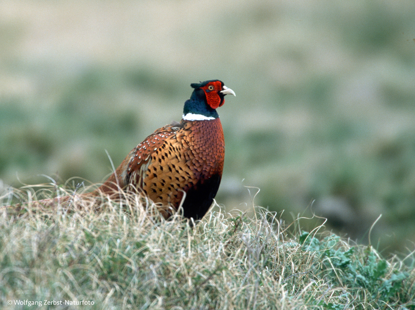 - Fasan -- Foto & Bild | fotos, world, natur Bilder auf fotocommunity