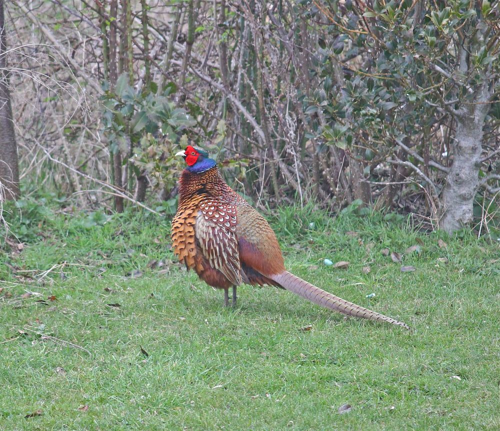 Fasan - das Federkleid ist zu groß Foto & Bild | tiere, wildlife, wild ...