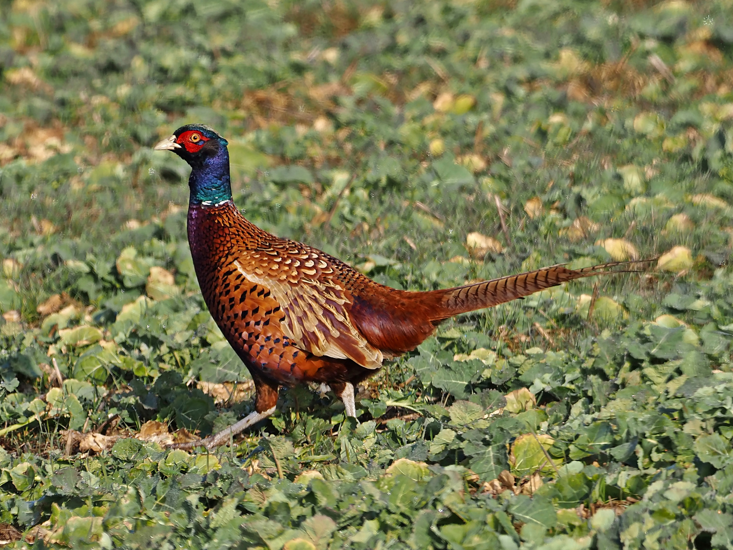 Fasan Foto & Bild | Bilder auf fotocommunity