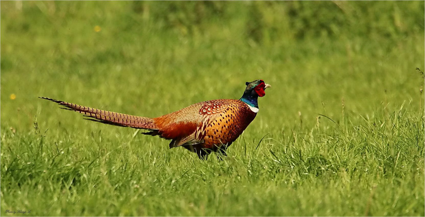 Fasan Foto & Bild | tiere, wildlife, vögel Bilder auf fotocommunity