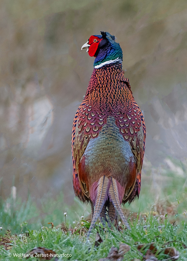 -- Fasan -- Foto & Bild | fotos, natur, tiere Bilder auf fotocommunity