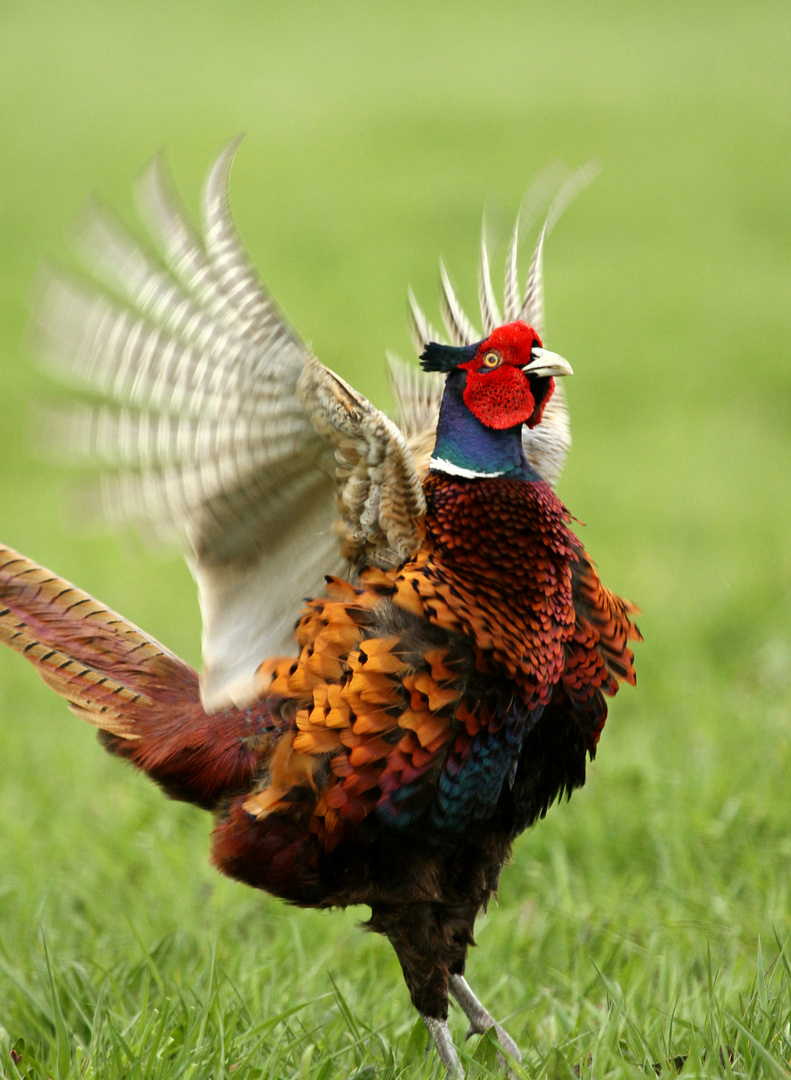 Fasan vom drehspieß, Fasan (Phasianus colchicus): Prachtvolle Vögel
