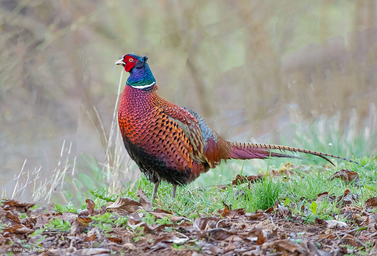-- Fasan - Hahn -- Foto & Bild | fotos, natur, tiere Bilder auf ...