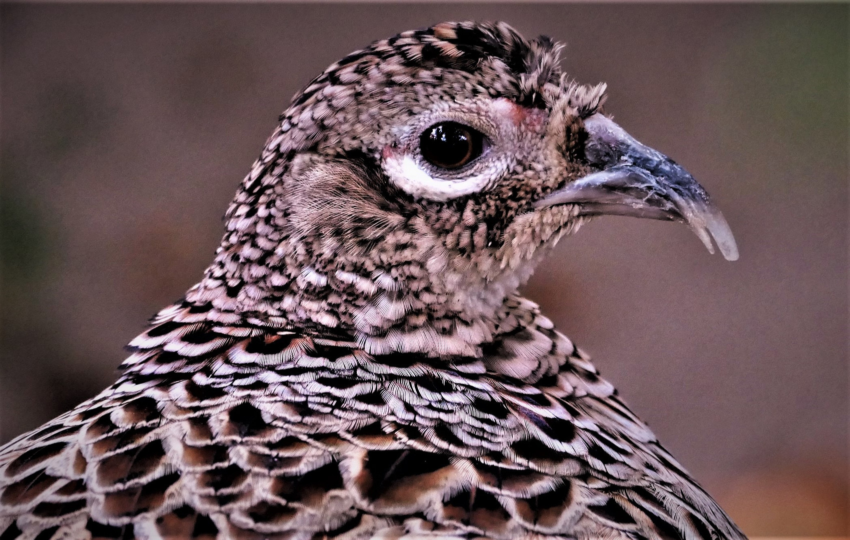 Fasan Henne ... Foto & Bild | spezial, tiere, vögel Bilder auf ...