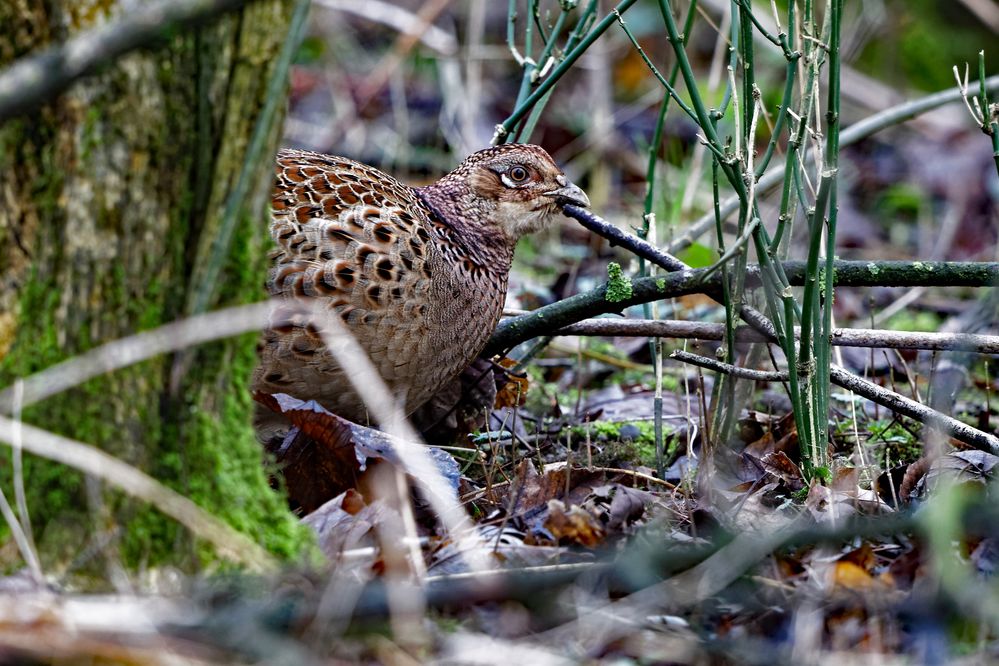 Fasan Henne Foto & Bild | natur, tiere, vögel Bilder auf fotocommunity