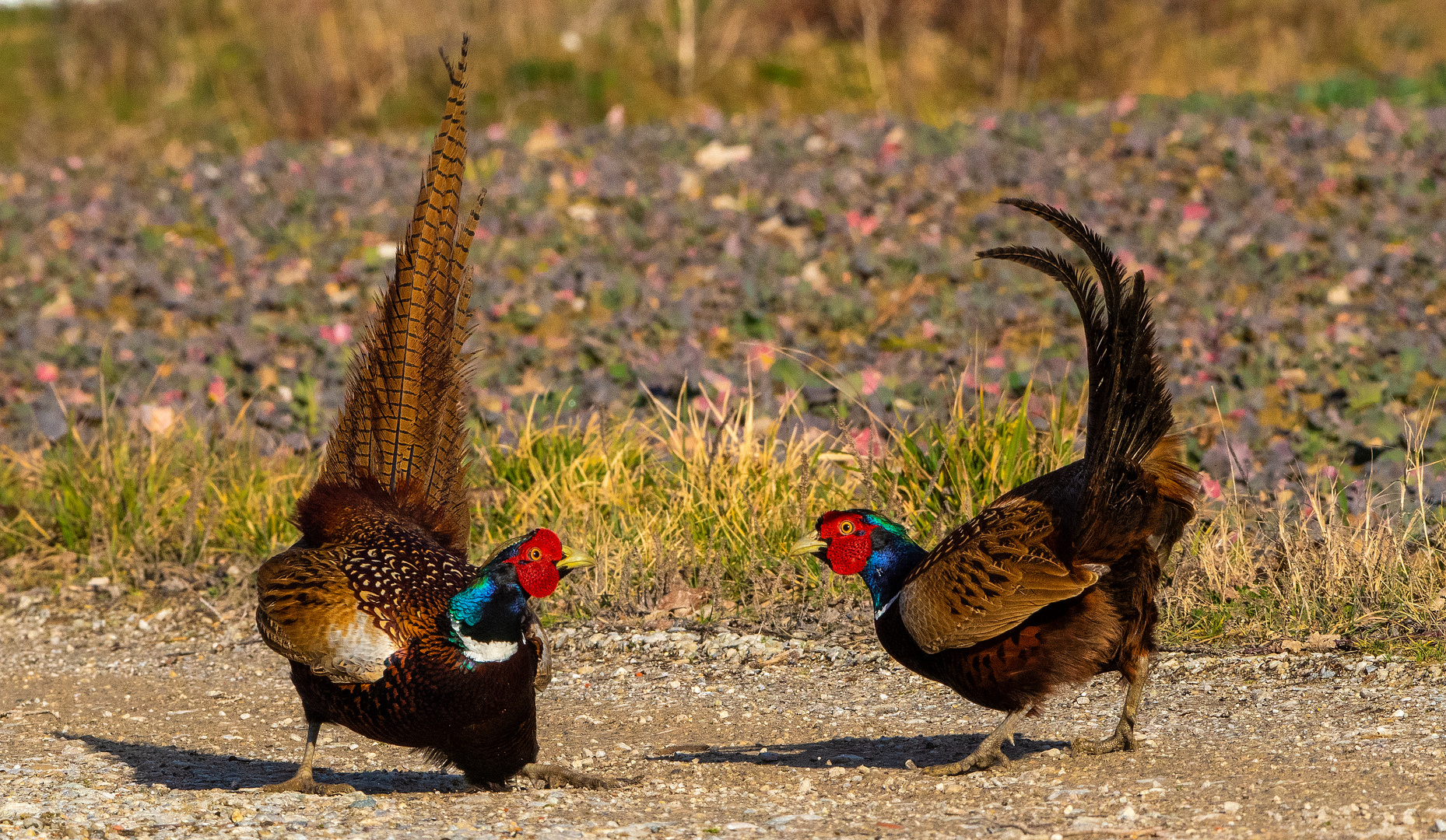 Fasan - heute in freier Wildbahn Foto & Bild | natur Bilder auf ...