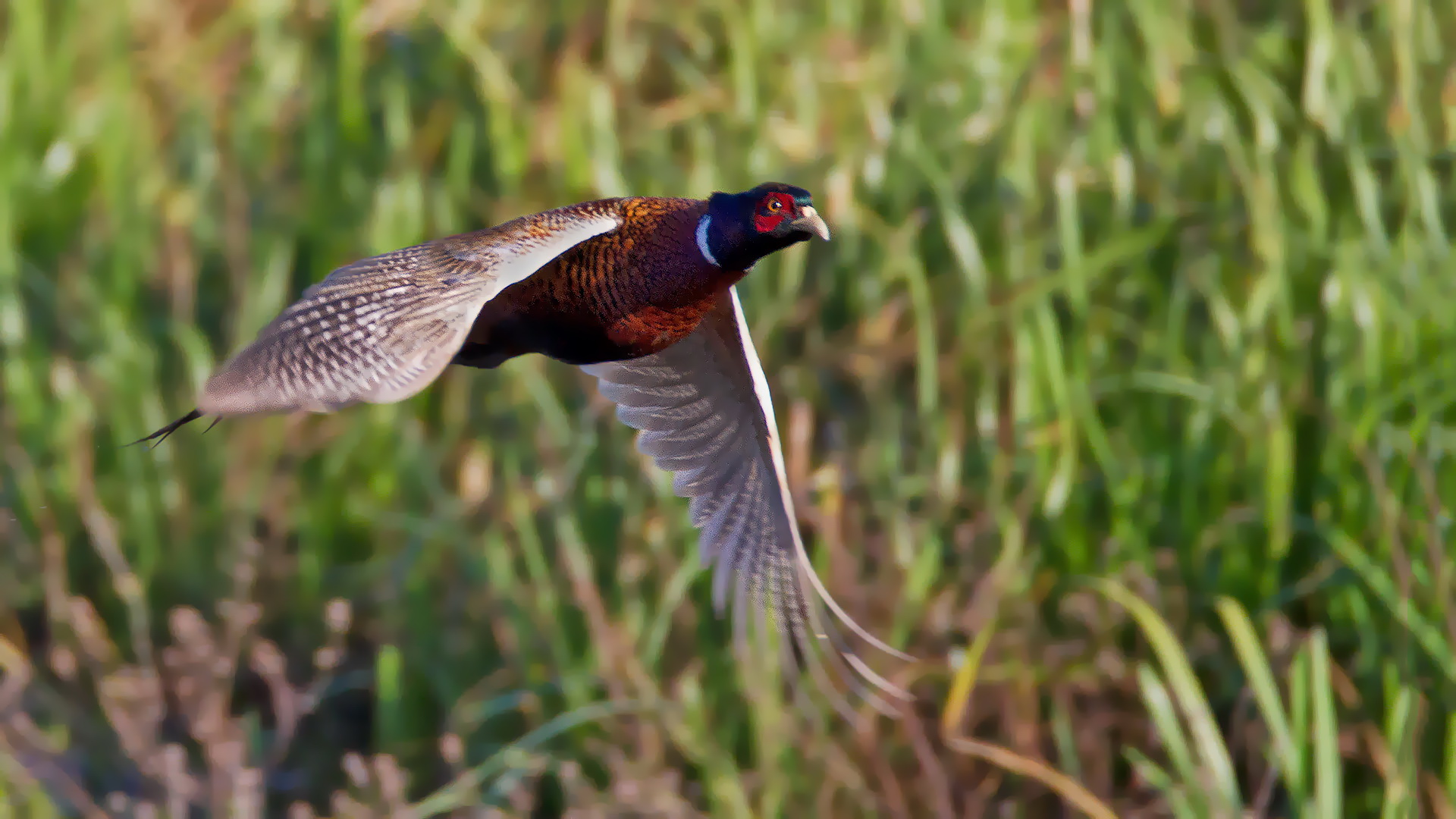 Fasan im Flug 001 Foto & Bild | natur, tiere, vögel Bilder auf ...
