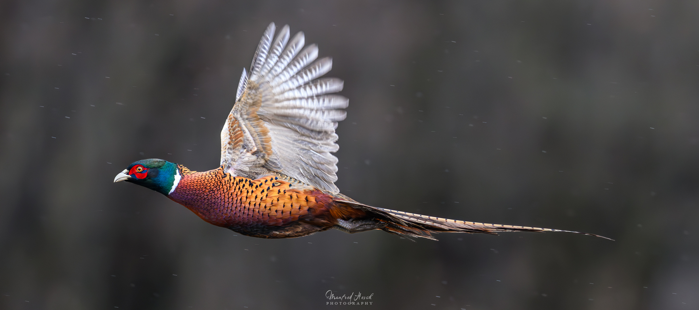 Fasan im Flug Foto & Bild | natur, tiere, wildlife Bilder auf fotocommunity