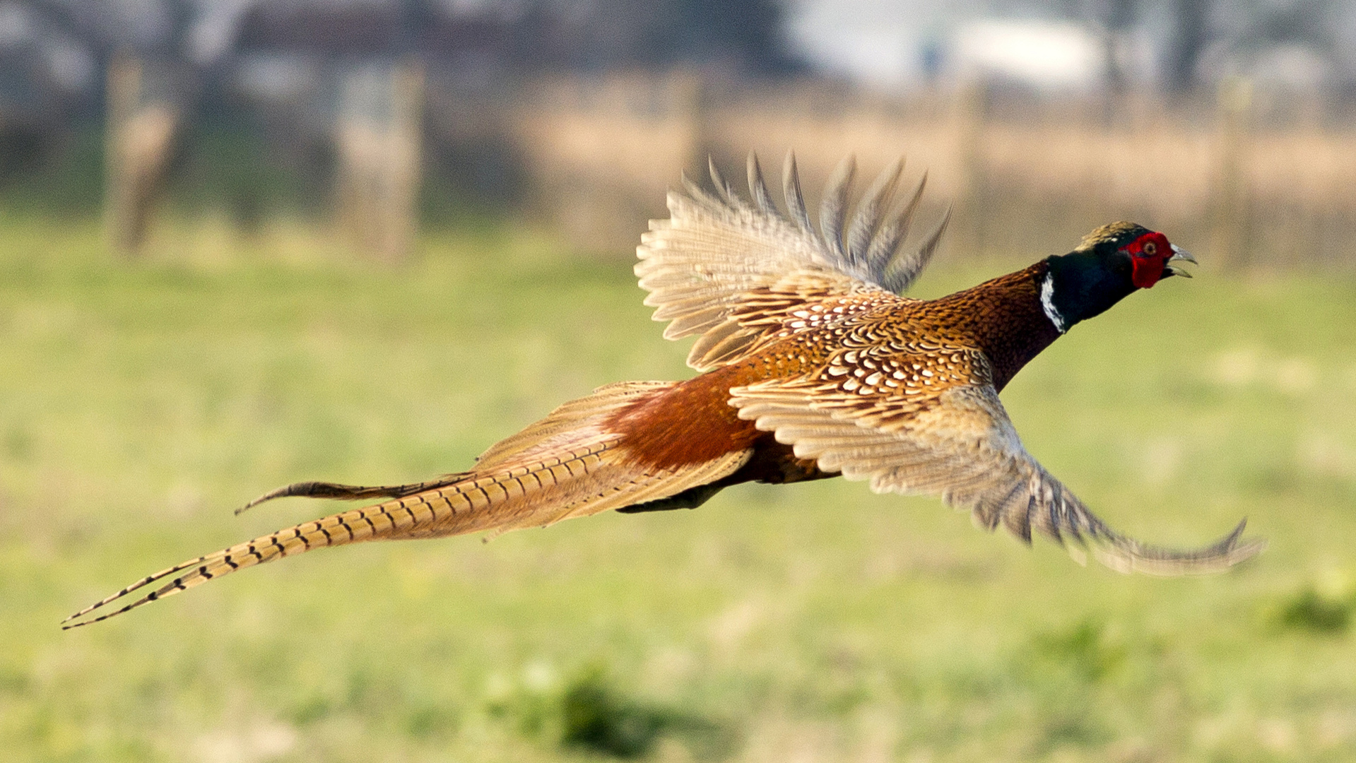 Fasan im Gleitflug Foto & Bild | tiere, wildlife, wild lebende vögel ...